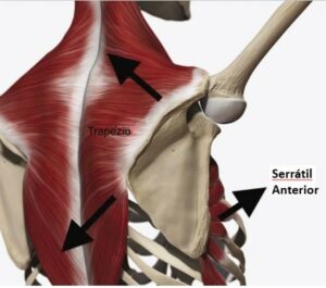 Discinésia Escapular: o que é, causas, diangóstico e tratamento