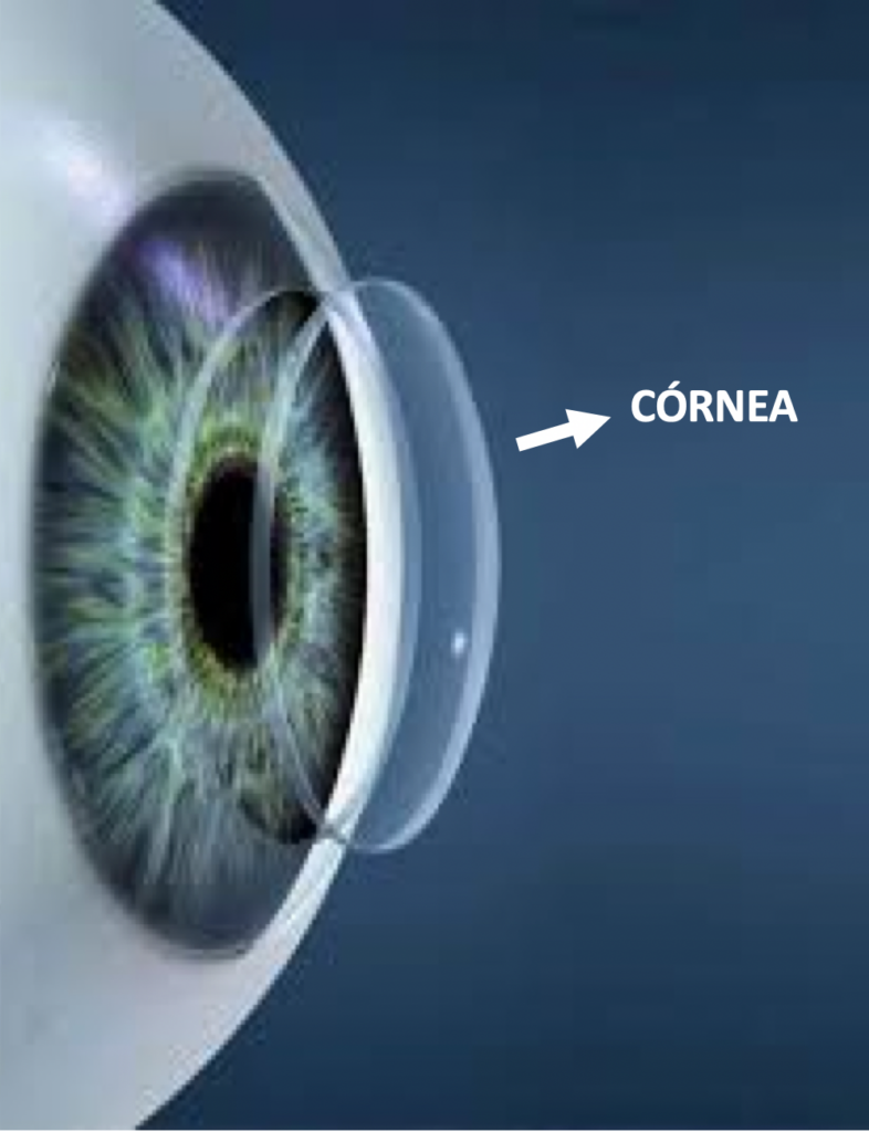 Transplante de Córnea - Medicina de Excelência