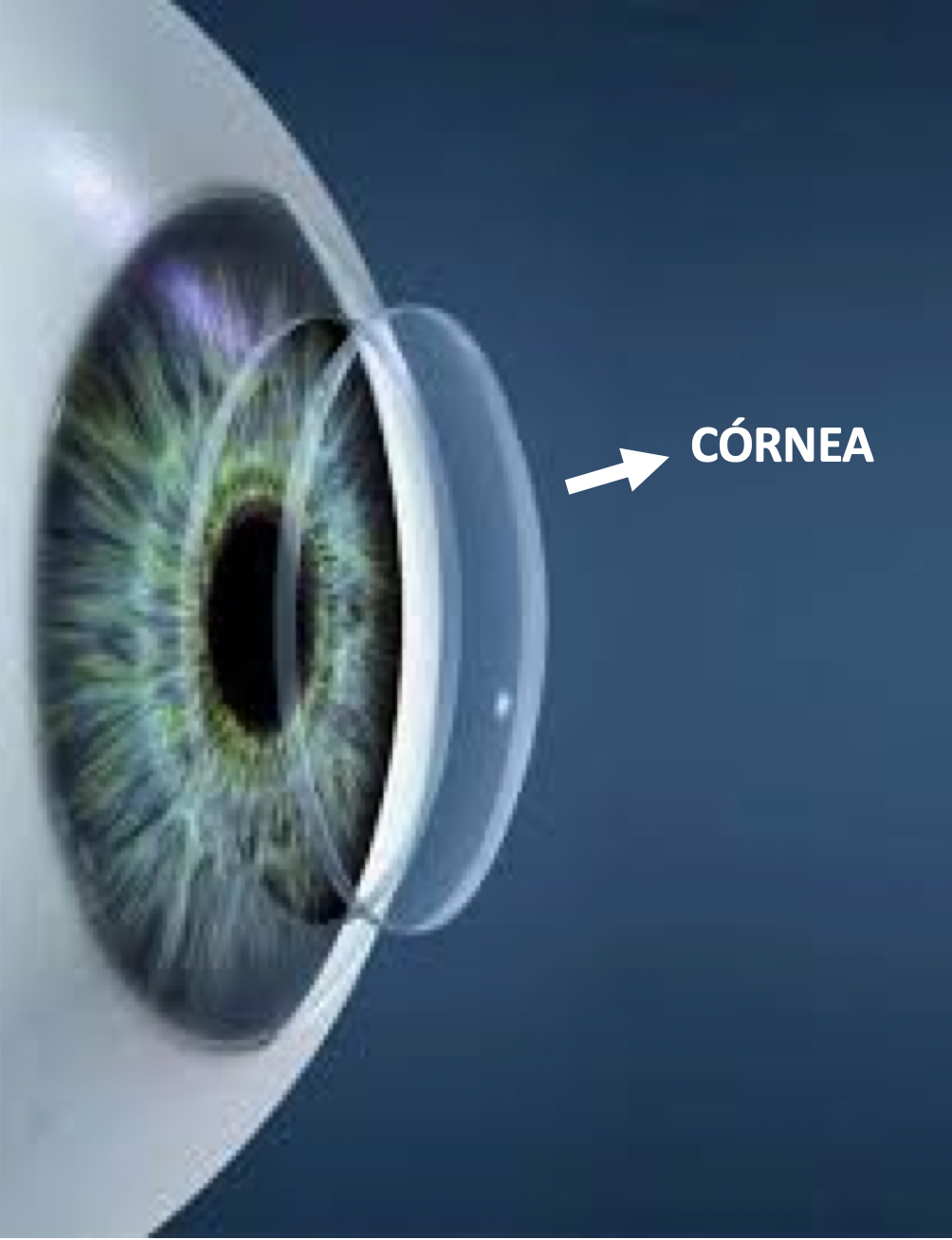 Transplante de Córnea - Medicina de Excelência