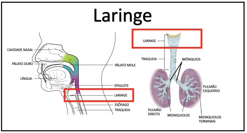 Câncer de laringe - Medicina de Excelência